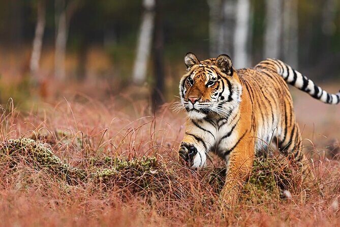 Explore Delhi,Agra,Jaipur Tour 3 Night 4 Days ByCar +Guide+Ticket - Key Points