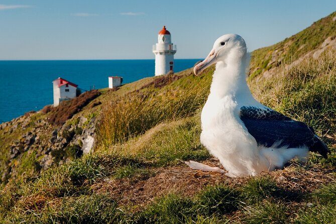 Explore Dunedin: Self-Guided Audio Tour Adventure - FAQ