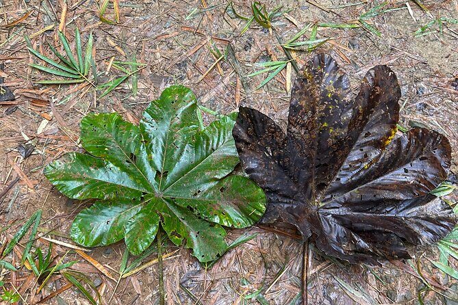 Explore El Yunque: Hiking, Swings & Waterslide (Small Group) - Possible Drawbacks or Considerations