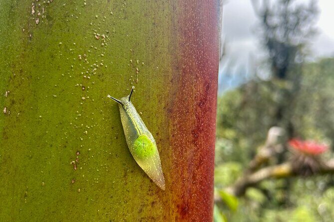 Explore El Yunque National Forest Guided Nature Adventure - The Heart of Puerto Rico’s Natural Beauty