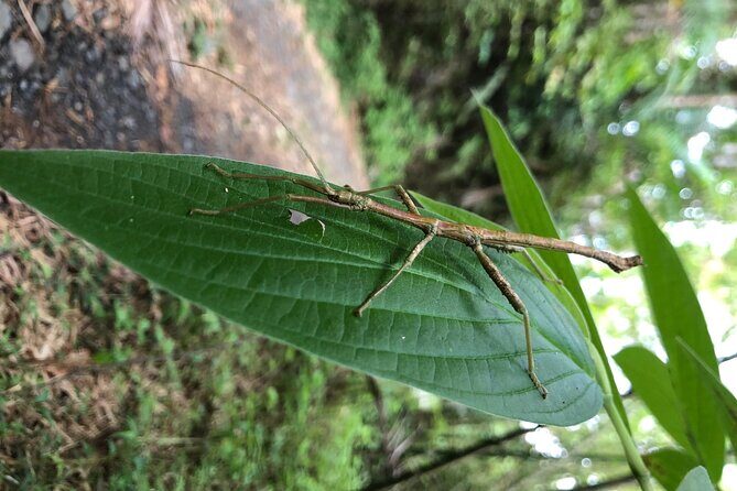 Explore El Yunque National Forest Guided Nature Adventure - Practical Details: What Travelers Should Know