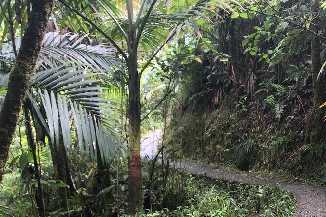 Explore El Yunque National Forest Guided Nature Adventure - Authenticity and Value