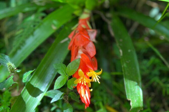 Explore El Yunque National Forest Guided Nature Adventure - Who Will Love This Tour?