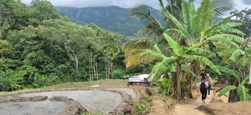 Explore Ellas Iconic Waterfalls on Scenic Tuk Tuk Adventure - The Sum Up