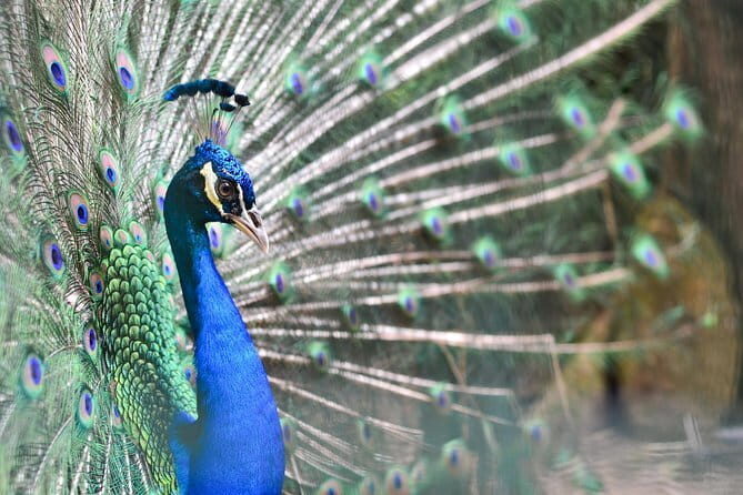 Explore Georgetown City & Wildlife Tour with Penang Bird Park - Key Points