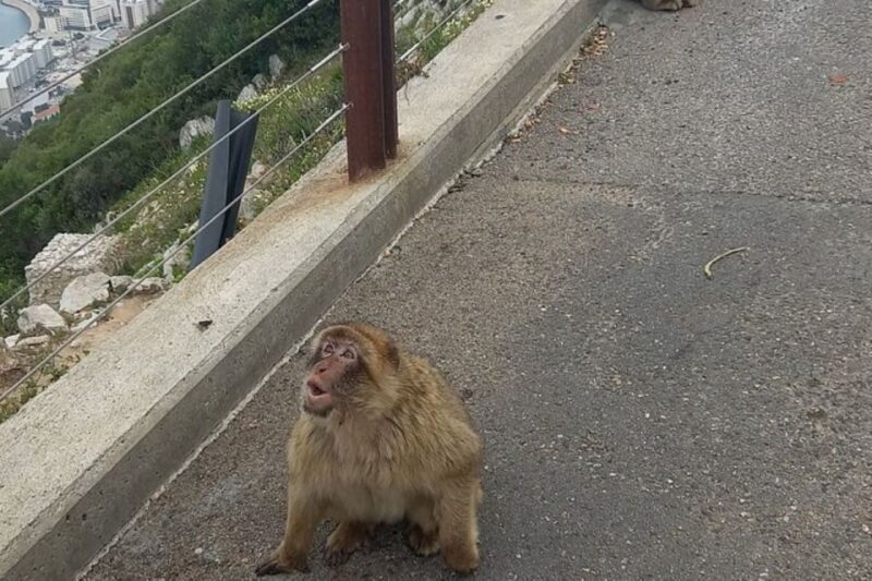 Explore Gibraltar with a Private Guide from Malaga. - Key Points