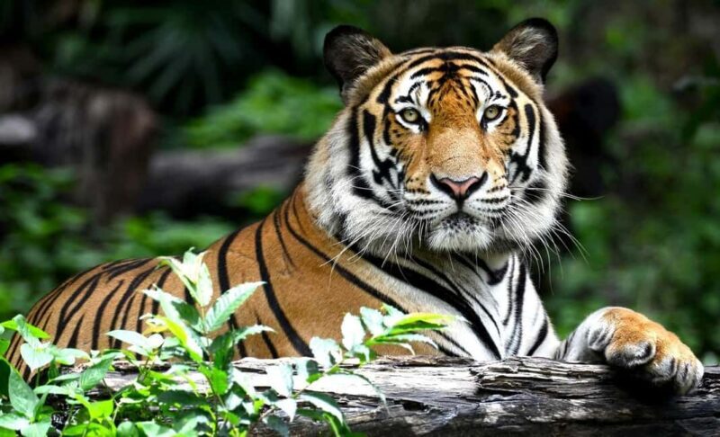 Explore Golden Triangle Tour With Ranthambore Safari 7 Days - Considerations