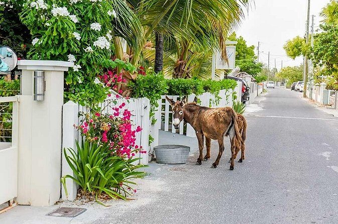 Explore Gorgeous Grand Turk: Self-Guided Audio Tour - FAQs
