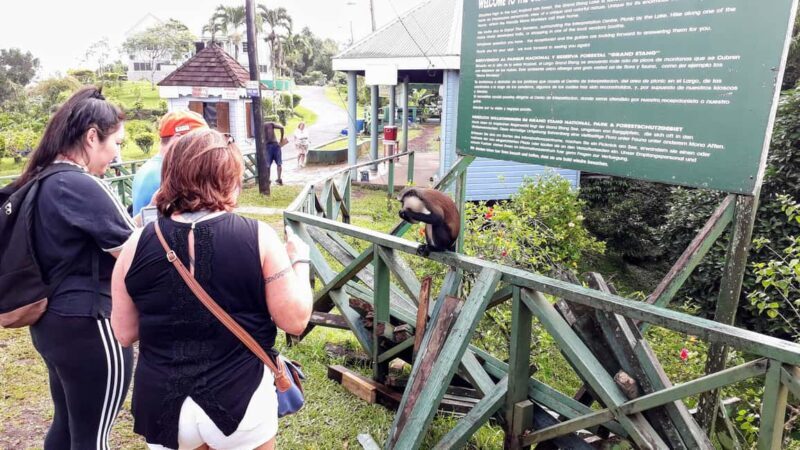 Explore Grenada's Magic: Private Spice Island Tour - Final Thoughts: Who Will Love This Tour?