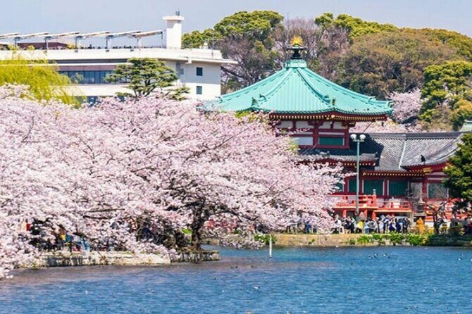 Explore Japan in 7 Days Cherry Blossom Tour 2026 - The Cost and What You’re Getting