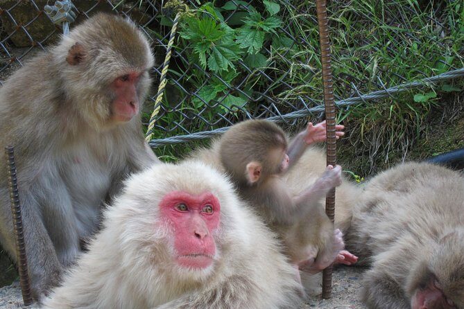 Explore Jigokudani Snow Monkey Park with a Local Guide - Who Should Consider This Tour?