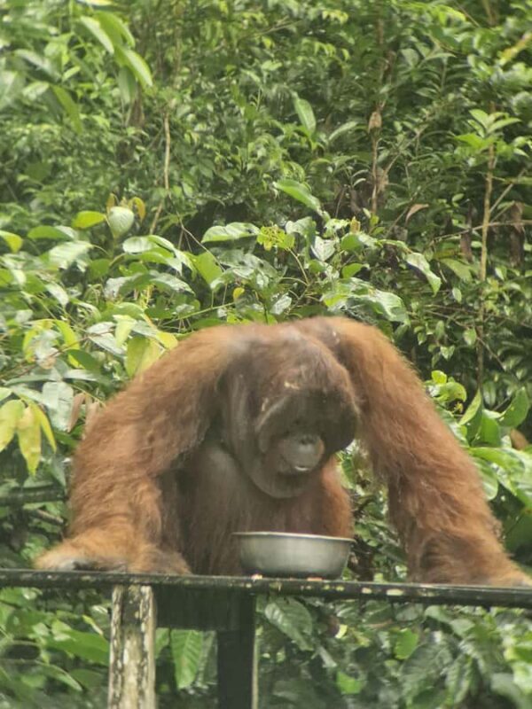 Explore Jungle in Borneo and Orangutan Kelotok Tour 3D/2N - Transportation and Group Size