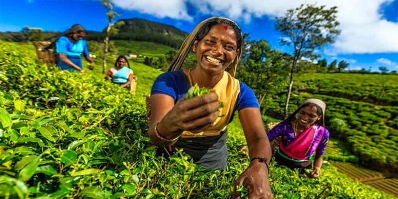 Explore Kandy & Nuwara Eliya in 2 days - Key Points