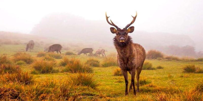 Explore Kandy & Nuwara Eliya in 2 days - The Itinerary in Detail