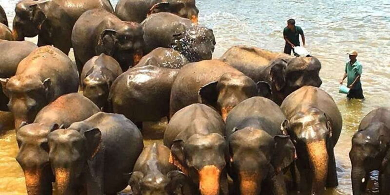 Explore Kandy, Pinnawala, and Tea Plantation from Kandy - Why Choose This Tour?