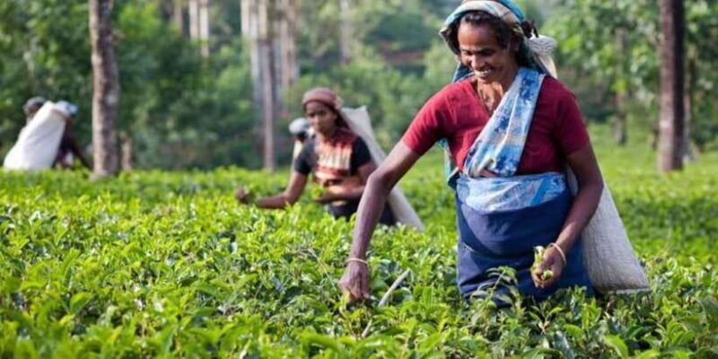 Explore Kandy, Pinnawala, and Tea Plantation from Kandy - FAQ