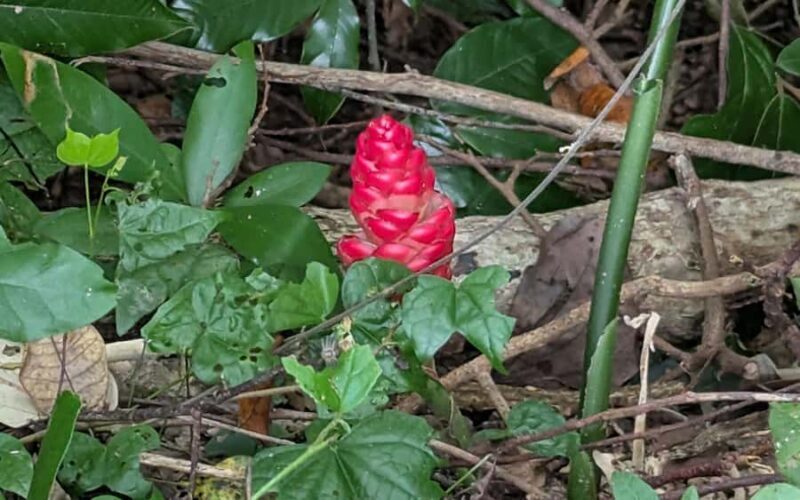 Explore Kep town & the national park hiking include lunch - Why You Might Love This Tour