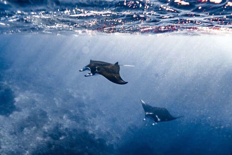 Explore Komodo Tour 3D/ 2N - Key Points