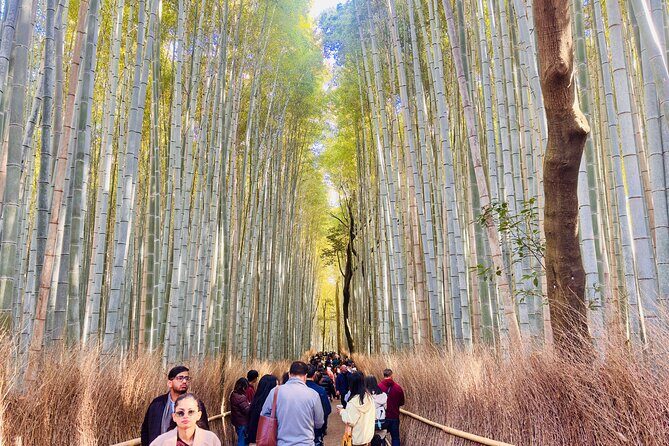 Explore Kyoto in Style: Temples, Shrines & Cultural Highlights - The Sum Up