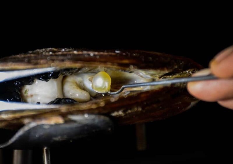 Explore Lomboks Pearl Farm & Pearl-Making Secrets - Key Points