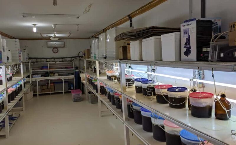 Explore Lomboks Pearl Farm & Pearl-Making Secrets - What Makes This Tour Stand Out