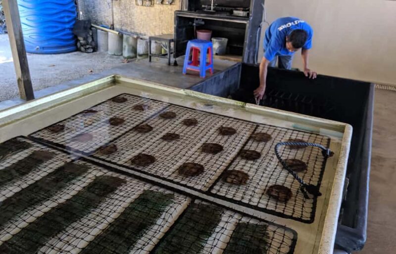 Explore Lomboks Pearl Farm & Pearl-Making Secrets - The Sum Up: Who Will Love This Experience?