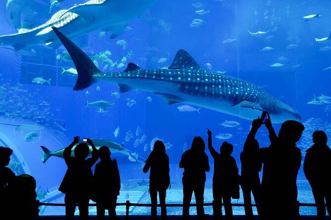 Explore Long Beach: Self-Guided Audio Tour - Real User Insights and What They Say