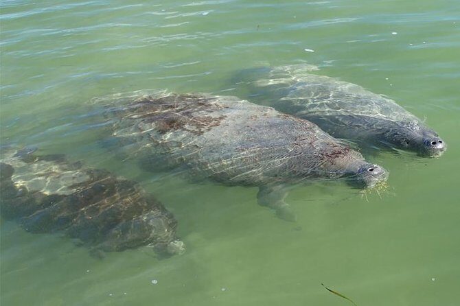 Explore Mangrove Creeks with an All Day SUP/single kayak Rental - An In-Depth Look at the Experience
