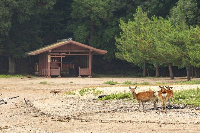 Explore Miyajima Seven Shrines by Cruiser - Frequently Asked Questions