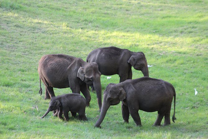 Explore Munnar Day Trip From Cochin ( By Munnar Info) - Exploring the Itinerary in Detail