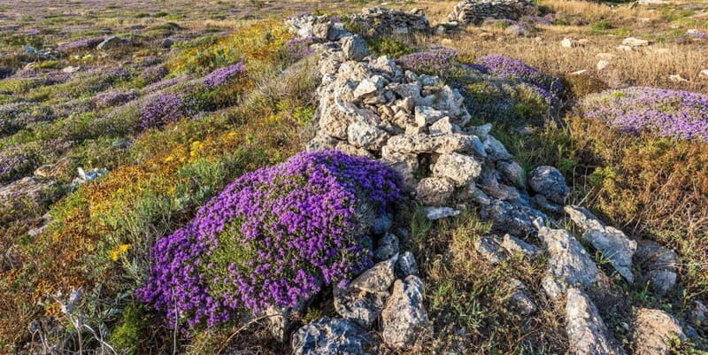 Explore Mykonos: A 5-Senses Journey for Cruise Travelers - Final Thoughts