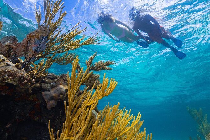 Explore Nassau's Best Spots with Snorkeling Tour - What’s Included and What to Expect