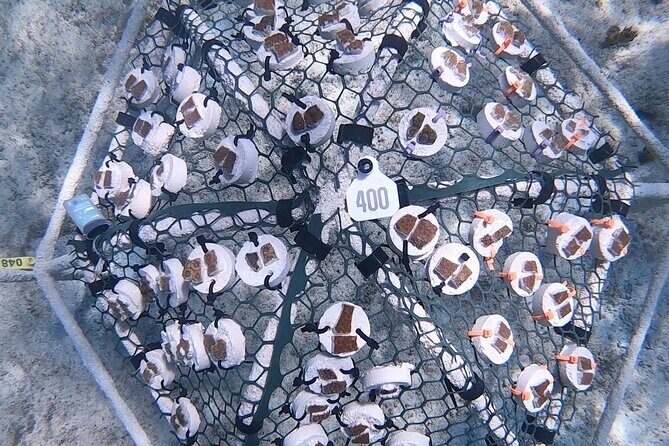 Explore Nassau's Best Spots with Snorkeling Tour - Final Thoughts: Is It Worth It?