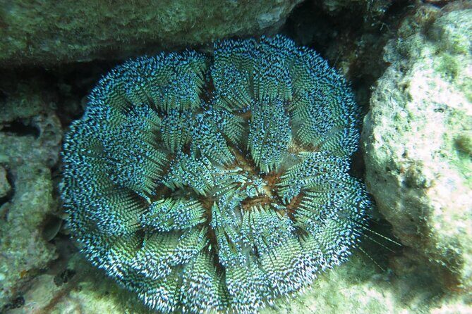 Explore Nha Trang Underwater: Coral Reef Scuba Diving - FAQ