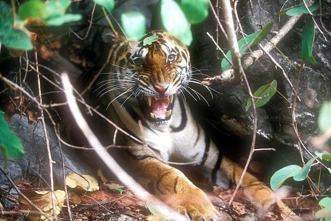 Explore North East Himalaya, Tiger Reserve and Tribal Village - Key Points