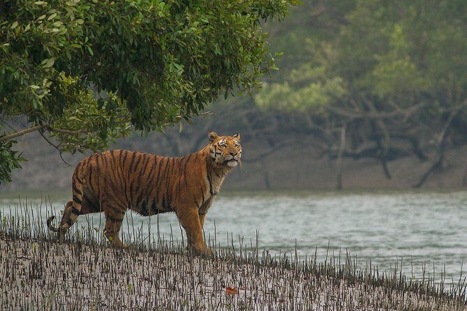Explore North East Himalaya, Tiger Reserve and Tribal Village - Transportation & Logistics: What to Expect