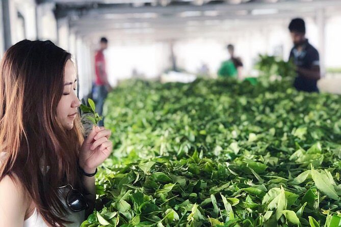 Explore Nuwara Eliya | Experience the Best Tea in the World - The Sum Up