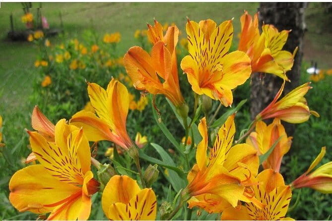 Explore Palani Murugan Temple From Coimbatore - Frequently Asked Questions