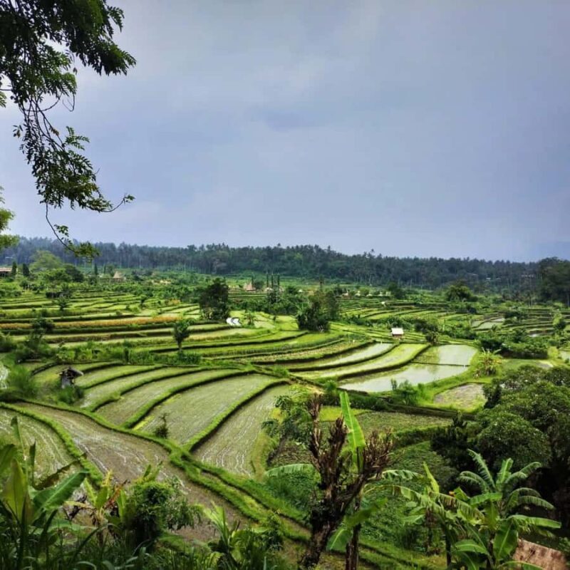 Explore rice terraces munduk & waterfall trekking experience - Authentic Experiences & Local Insights