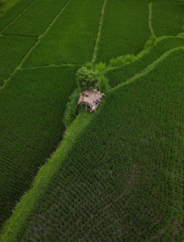 Explore rice terraces munduk & waterfall trekking experience - Who Is This Tour Best For?