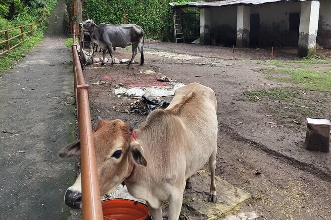 Explore Saint City on a Day Tour in Rishikesh - What to Expect from Your Rishikesh Day Tour