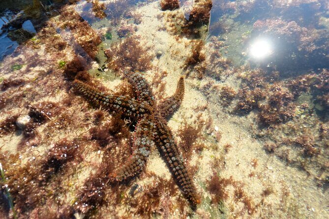 Explore San Diego Tide Pools with a Marine Biologist - A Deep Dive into the Tide Pool Tour Experience