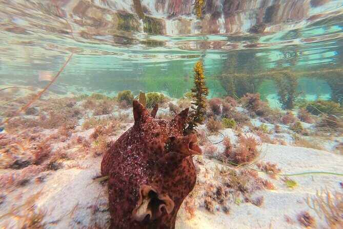 Explore San Diego Tide Pools with a Marine Biologist - The Sum Up