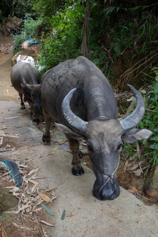 Explore Sapa with Dinh-Sapa Villages & Rice Fields, Culture - An In-Depth Look at the Sapa Trekking Tour