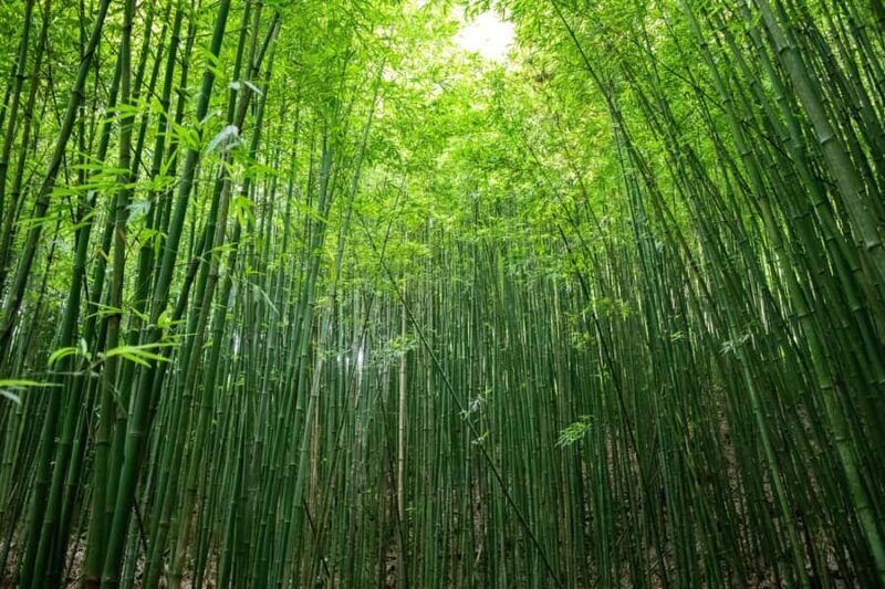 Explore Sapa with Dinh-Sapa Villages & Rice Fields, Culture - Why This Tour Is Worth Considering