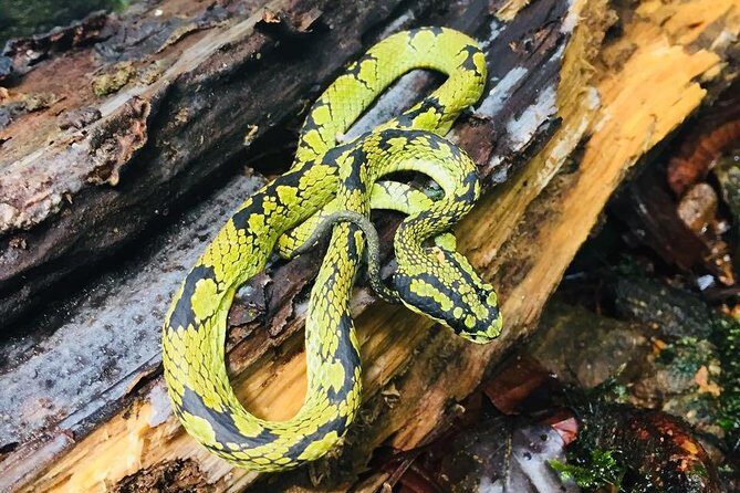 Explore Singharaja Forest Reserve (mirissa/weligama & Galle) - Who Should Consider This Tour?