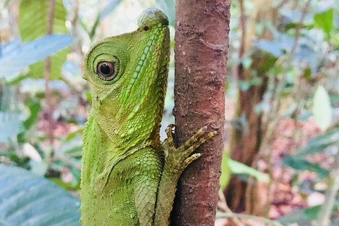 Explore Singharaja Forest Reserve (mirissa/weligama & Galle) - FAQs