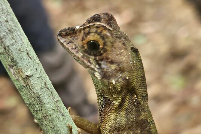 Explore Singharaja Rain Forest from Hambantota - FAQs