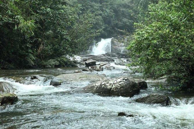 'Explore Sinharaja' rainforest - Adventure Tour (Full day) - The Forest Itself: What to Expect
