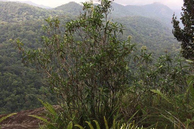 Explore Sinharaja Rainforest Lions Rock Hike Full day - Who Would Enjoy This Tour?